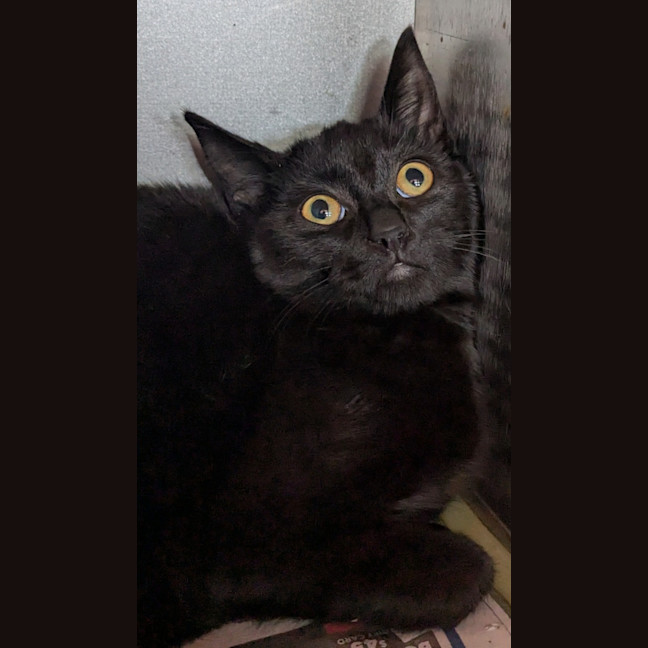 Scarface Claw - Male Domestic Short Hair (DSH) Cat in VIC - PetRescue