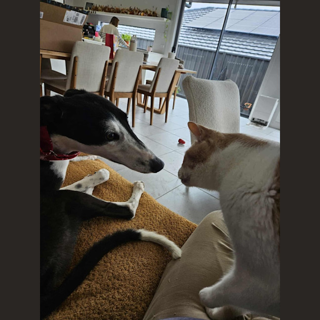 Betsy, the cat friendly greyhound - Large Female Greyhound Dog in NSW ...