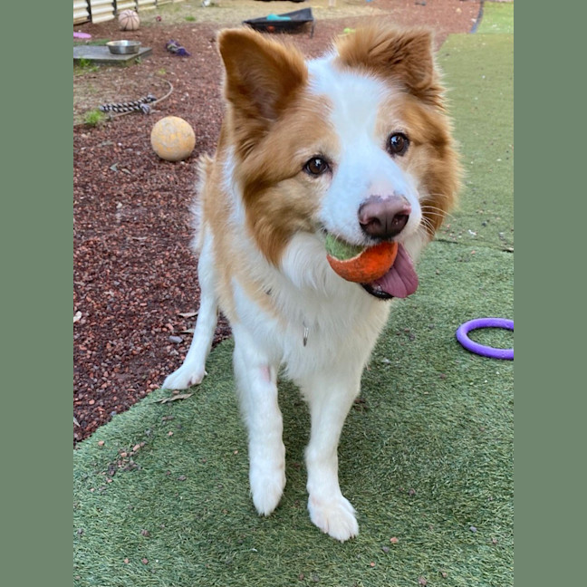 Milo - Medium Male Border Collie Dog in VIC - PetRescue