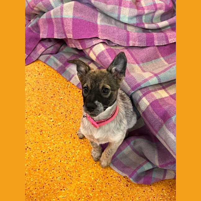 Chevy - Medium Female Australian Cattle Dog Mix Dog in QLD - PetRescue