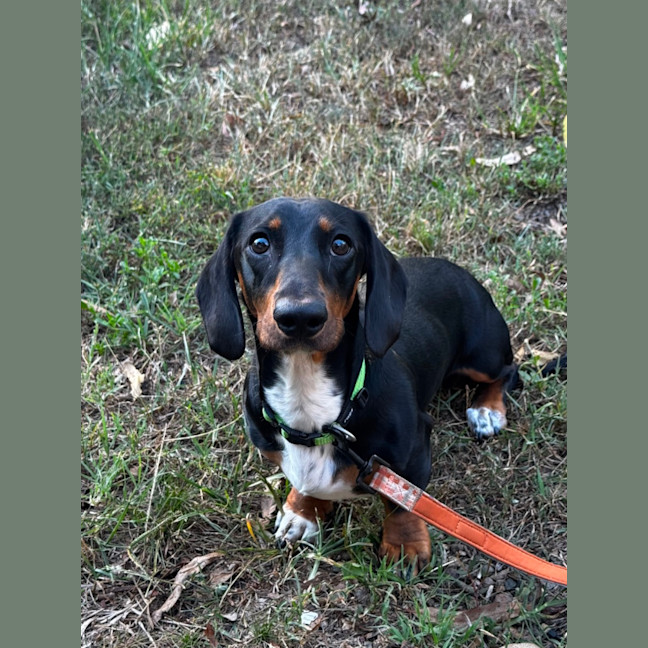 Bruce - Small Male Dachshund Dog in QLD - PetRescue