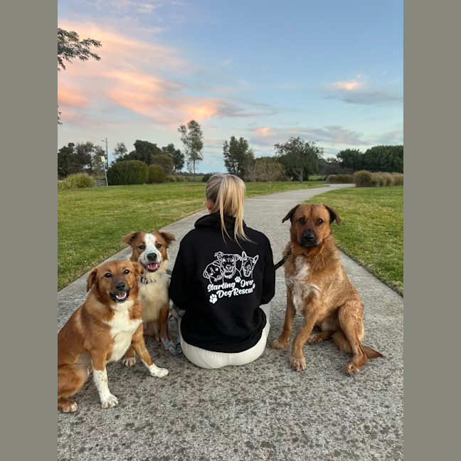 Maldives - Medium Female Border Collie Mix Dog in VIC - PetRescue