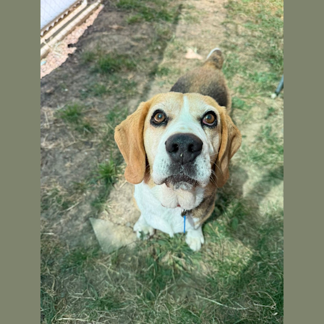 Professor - Medium Male Beagle Dog in VIC - PetRescue