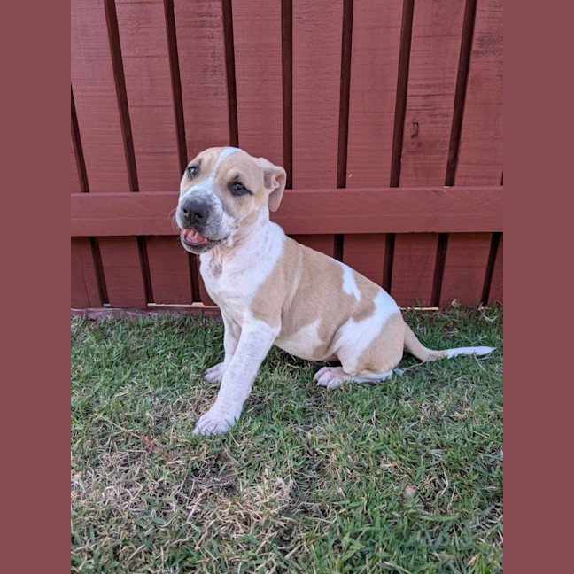 Susan - Large Female Bull Arab x Mastiff Dog in QLD - PetRescue