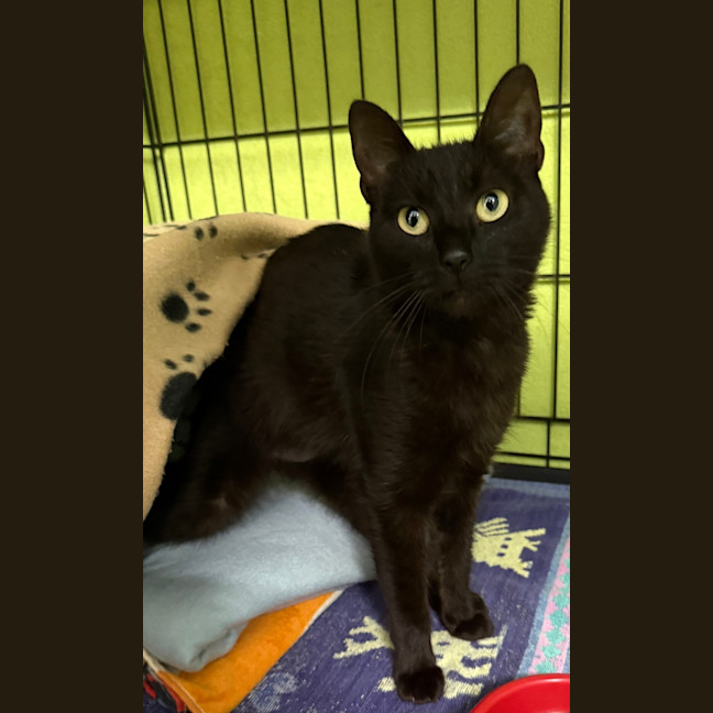 Poot - Female Domestic Short Hair Mix Cat in QLD - PetRescue