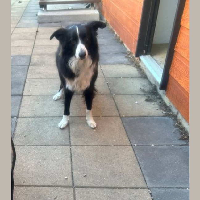 Jaxon - Medium Male Border Collie Dog in QLD - PetRescue