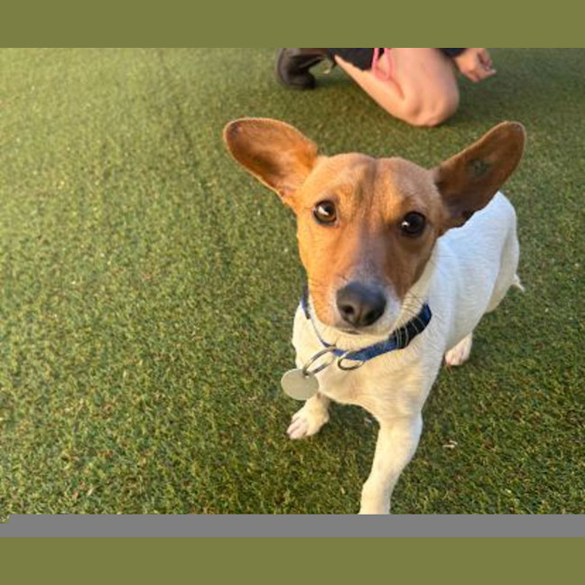 Rex - Small Male Jack Russell Terrier Mix Dog in VIC - PetRescue