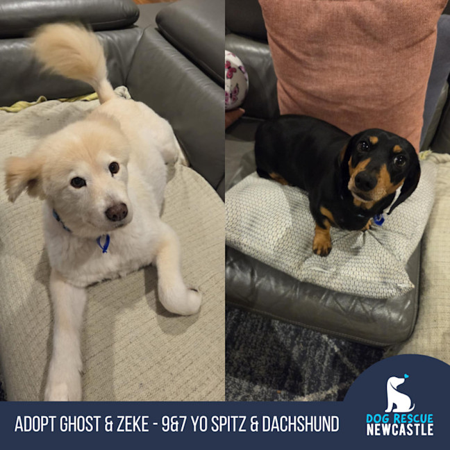 Ghost & Zeke - 9&7 YO Spitz & Dachshund - Small Male Japanese Spitz x ...