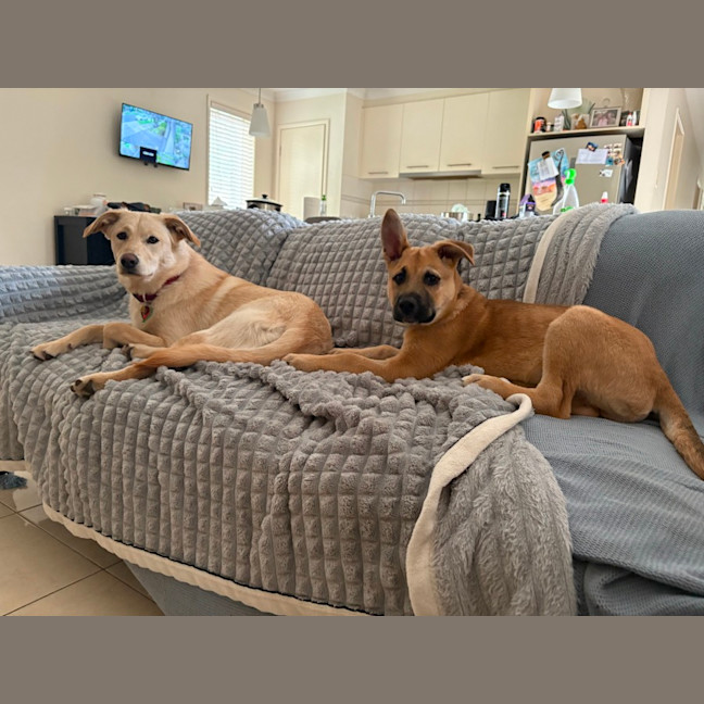 Taupe - Medium Male German Shepherd Dog x Staffordshire Bull Terrier ...