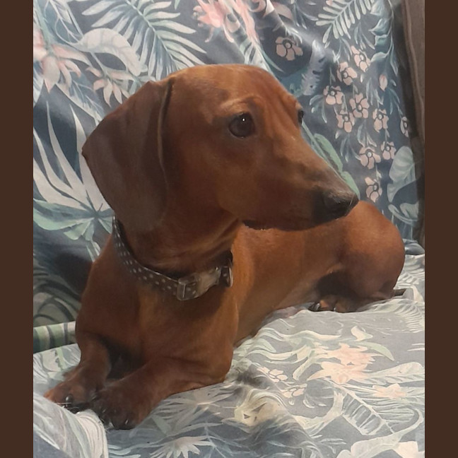 Ranger - Small Male Dachshund (Miniature) Dog in NSW - PetRescue