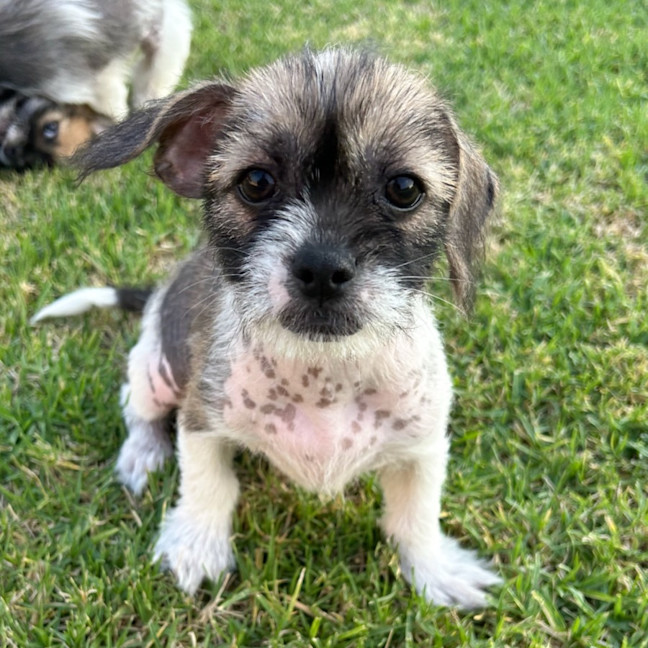 Chen - Small Male Chinese Crested Dog x Chihuahua x Maltese x Shih Tzu ...