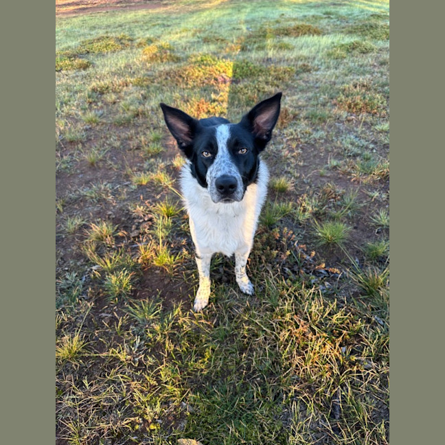Max - Medium Male Border Collie Mix Dog in VIC - PetRescue