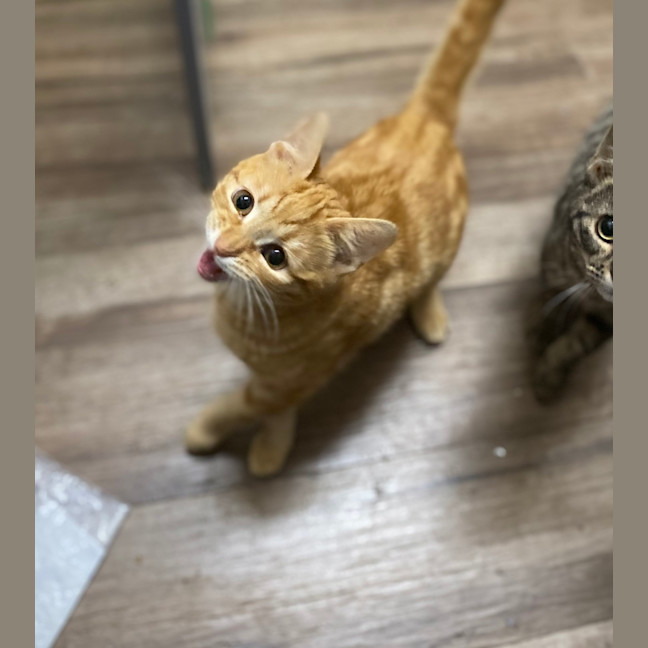 Schroeder - Male Domestic Short Hair Mix Cat in NSW - PetRescue