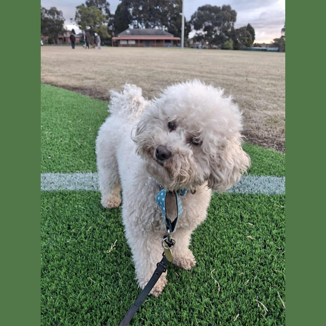 Cunard - Small Male Poodle (Toy) x Maltese Mix Dog in VIC - PetRescue