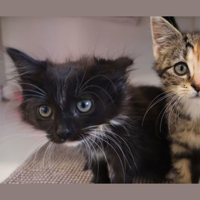 Bobbie - Male Domestic Short Hair Mix Cat in VIC - PetRescue