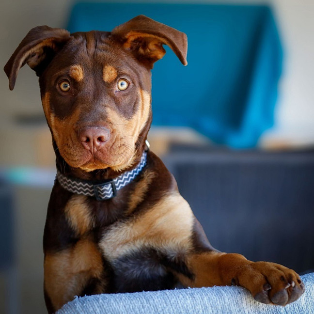 Rusty - Medium Male Mixed breed Mix Dog in WA - PetRescue