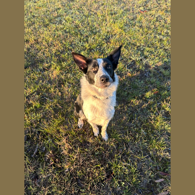 Max - Medium Male Border Collie Mix Dog in VIC - PetRescue