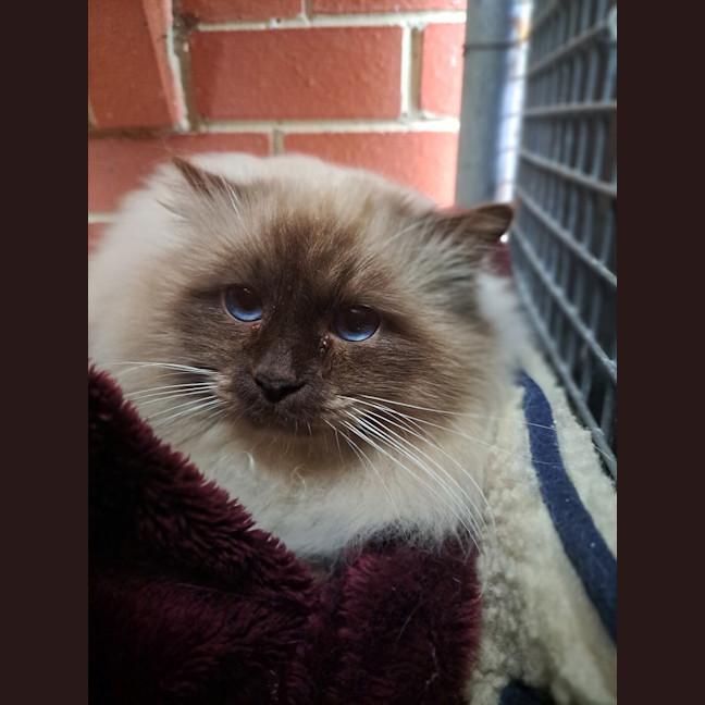 Hollywood - Male Birman Cat in ACT - PetRescue