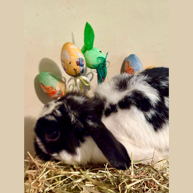 Nugget - Male Cashmere Lop Mix Rabbit in NSW - PetRescue