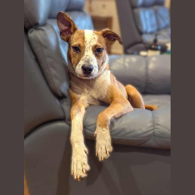 Norman Nerf - Medium Male Jack Russell Terrier x Border Collie x Staffordshire Bull Terrier Mix ...