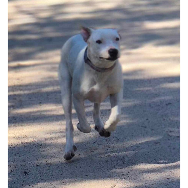 Maverick - Medium Male American Staffordshire Terrier Dog in QLD ...