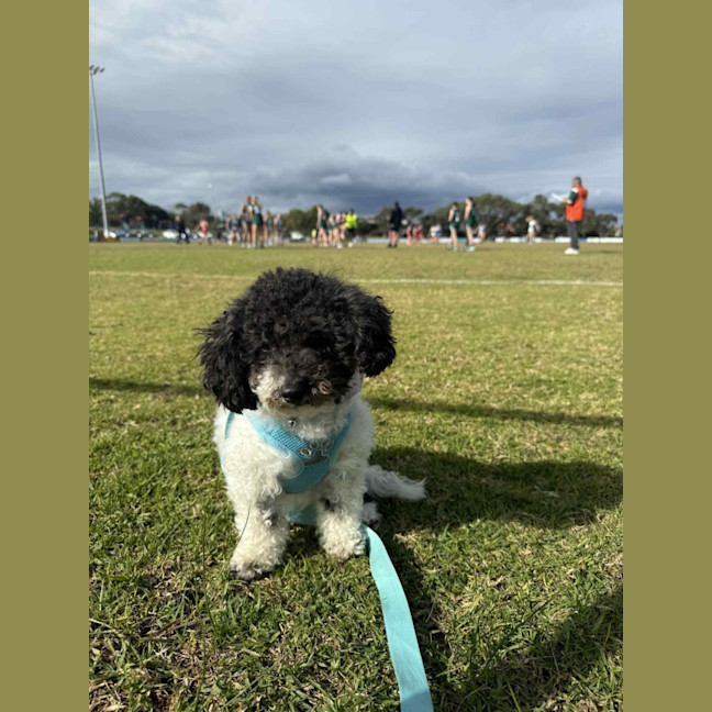 Poppet - Small Female Bichon Frise x Poodle (Toy) Dog in VIC - PetRescue