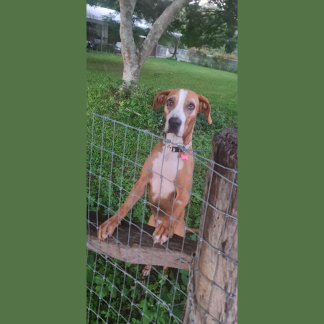 Bonnie - Large Female Great Dane Mix Dog in QLD - PetRescue