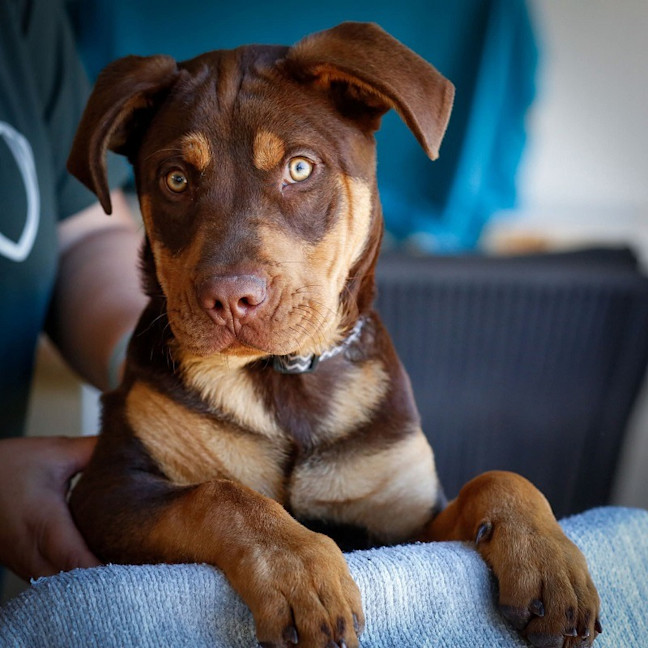 Rusty - Medium Male Mixed breed Mix Dog in WA - PetRescue