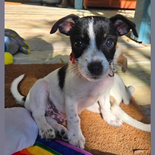 Murphy Muddle - Small Male Norfolk Terrier Mix Dog in QLD - PetRescue
