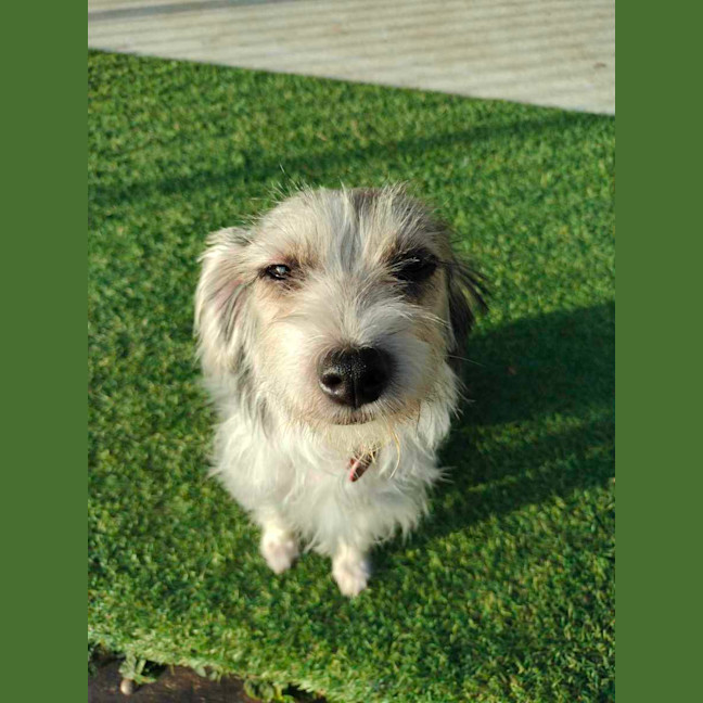 Missy Muddle - Small Female Australian Silky Terrier Mix Dog in QLD ...