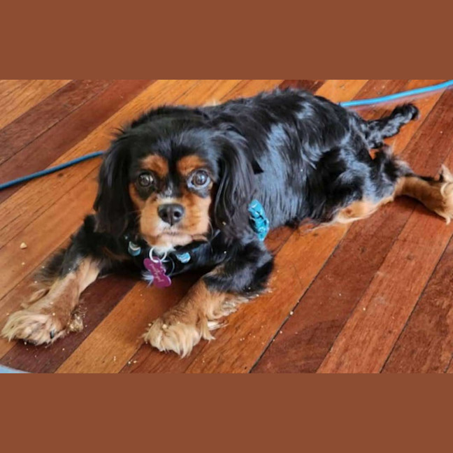 Isabelle - Small Female Mixed breed Dog in QLD - PetRescue