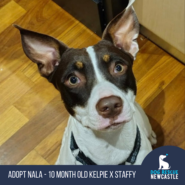 Nala - 10 Month Old Kelpie X Staffy - Medium Female Australian Kelpie x American Staffordshire ...