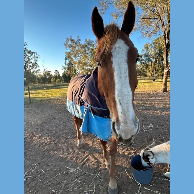 Big Red - Male Thoroughbred Horse in QLD - PetRescue