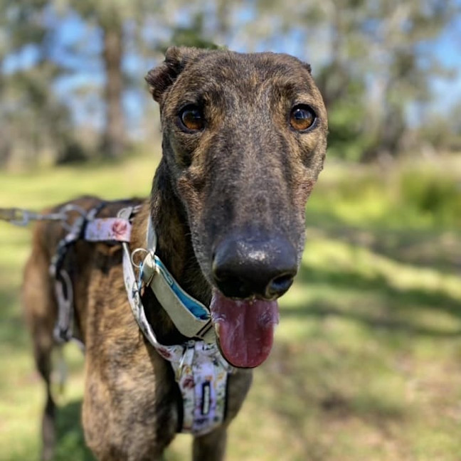 Hennessy - Large Male Greyhound Dog in ACT - PetRescue