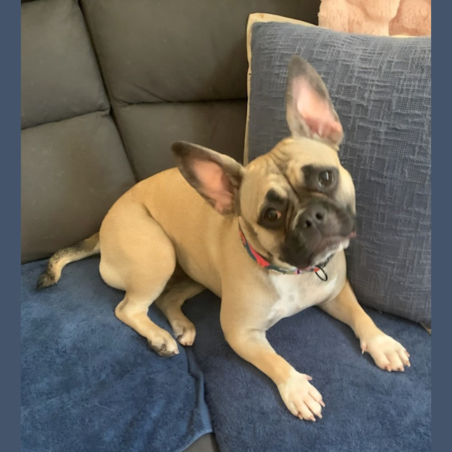 Bambi - Small Female French Bulldog Mix Dog in VIC - PetRescue
