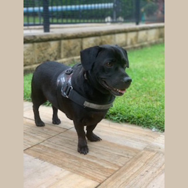 Bailey - Small Male Dachshund x Pug Mix Dog in NSW - PetRescue