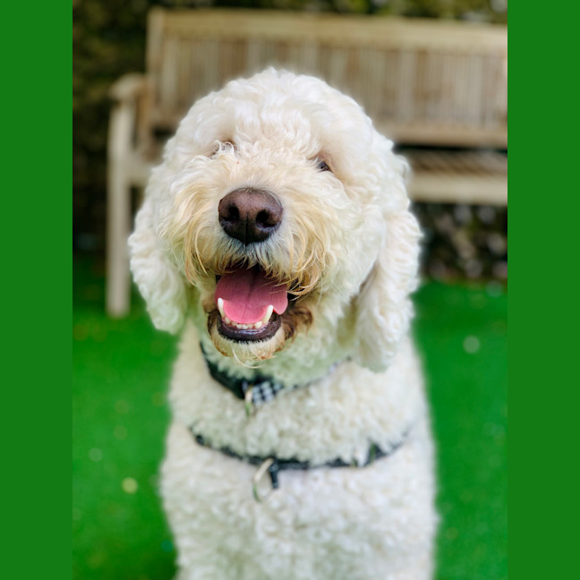 Luna - Large Female Groodle Mix Dog in VIC - PetRescue