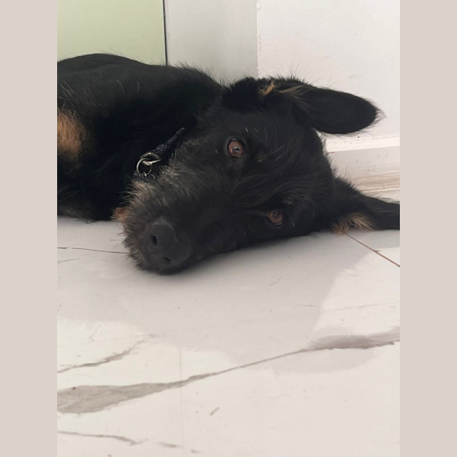 Marshall - Medium Male Australian Kelpie x German Hunting Terrier Mix ...