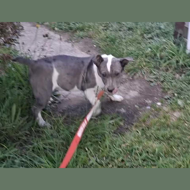 Crumpet - Medium Male Staffordshire Bull Terrier Mix Dog in VIC - PetRescue