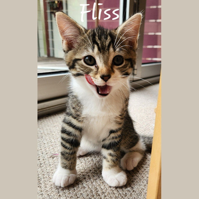 Fliss - Female Domestic Short Hair (DSH) Cat in VIC - PetRescue