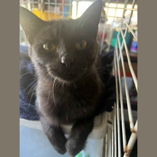 Sophie - Female Domestic Short Hair (DSH) Cat in NSW - PetRescue