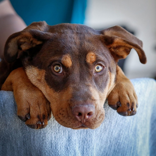 Rusty - Medium Male Mixed breed Mix Dog in WA - PetRescue