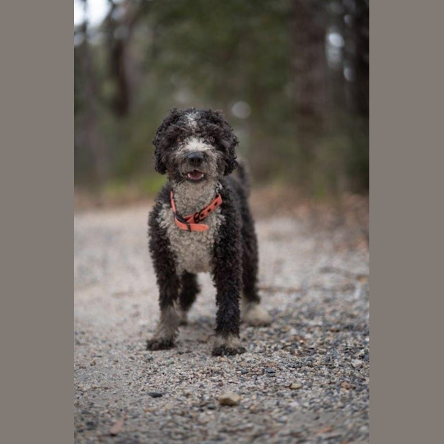 Sootie Newhaven - Medium Female Spanish Water Dog Mix Dog in VIC ...