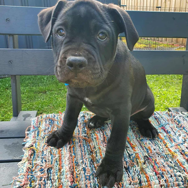 Eve - Medium Female Staffordshire Bull Terrier x American Staffordshire ...