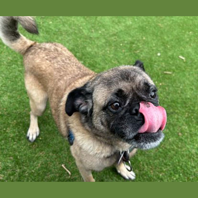 Chippy - Small Male Pugalier Mix Dog in VIC - PetRescue
