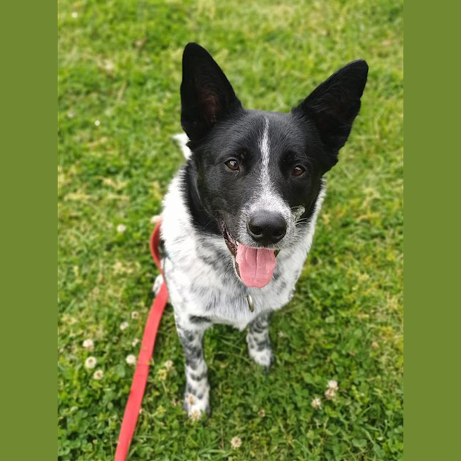 Buddy - Medium Male Heeler Mix Dog in VIC - PetRescue