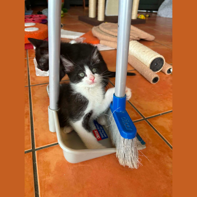 Kaito - Male Domestic Short Hair (DSH) Cat in QLD - PetRescue