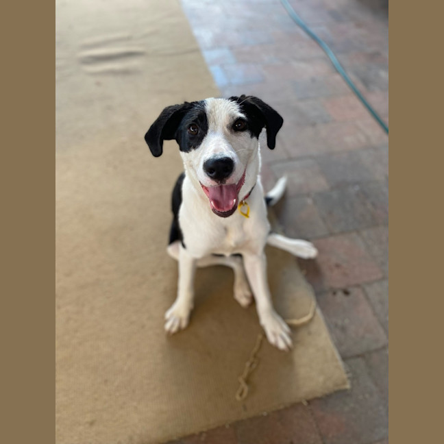 Gypsy - Medium Female Border Collie Mix Dog in VIC - PetRescue