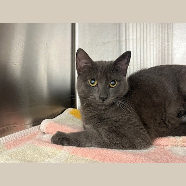 Wonka - Female Domestic Short Hair (DSH) Cat in NSW - PetRescue