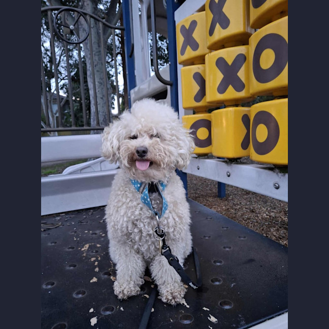 Cunard - Small Male Poodle (Toy) x Maltese Mix Dog in VIC - PetRescue